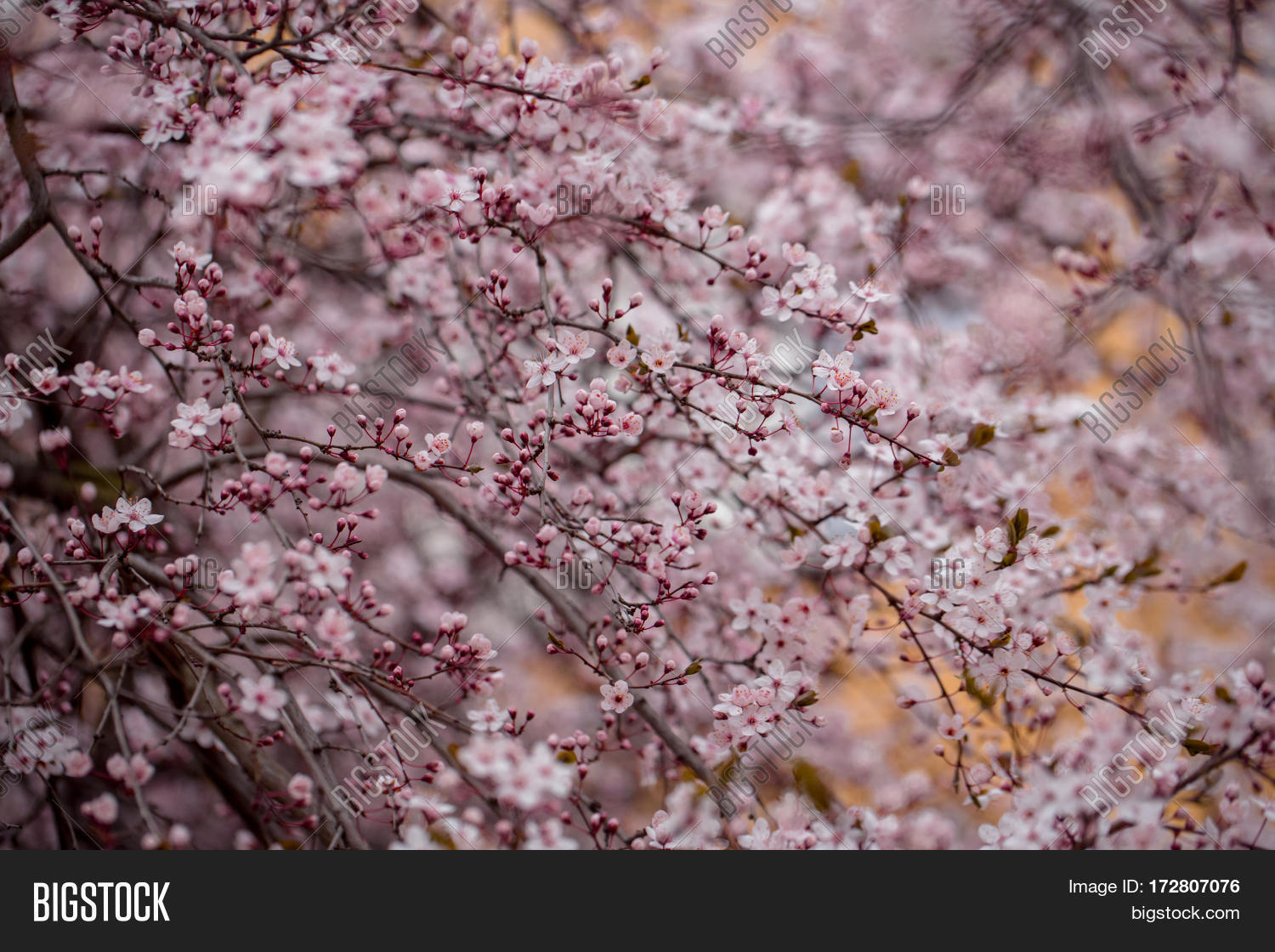 White Sakura Flower Image & Photo (Free Trial) | Bigstock