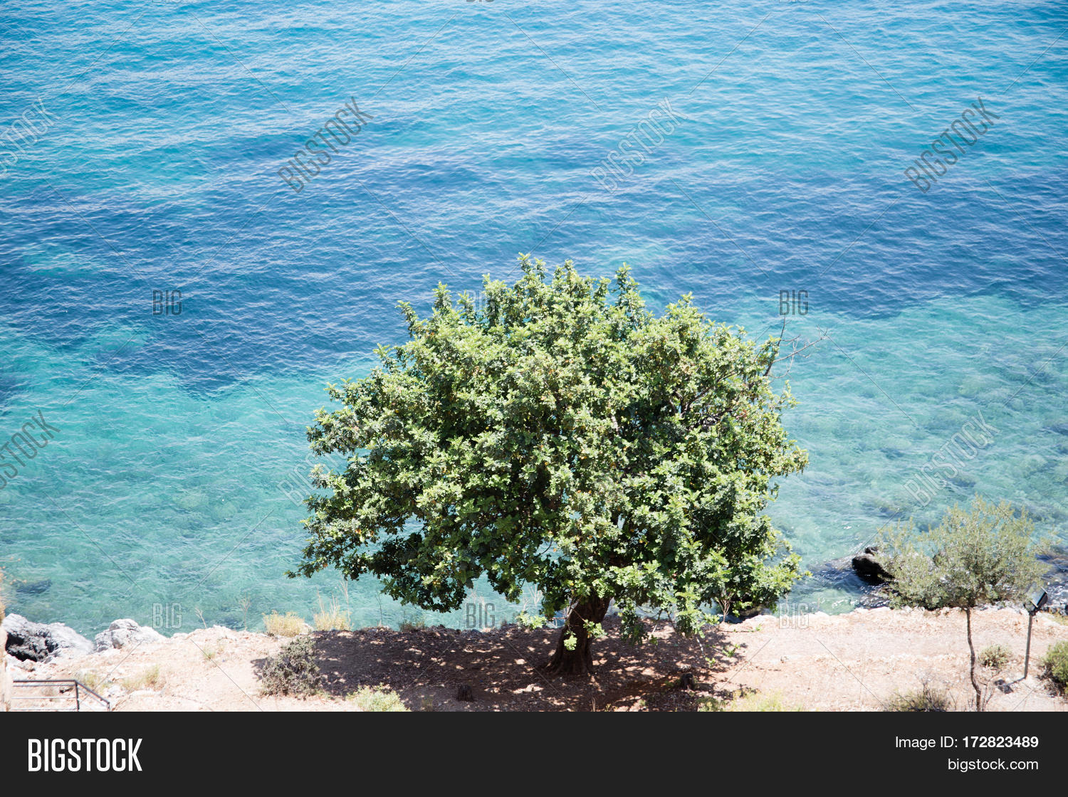 Tree Front Sea Image & Photo (Free Trial) | Bigstock