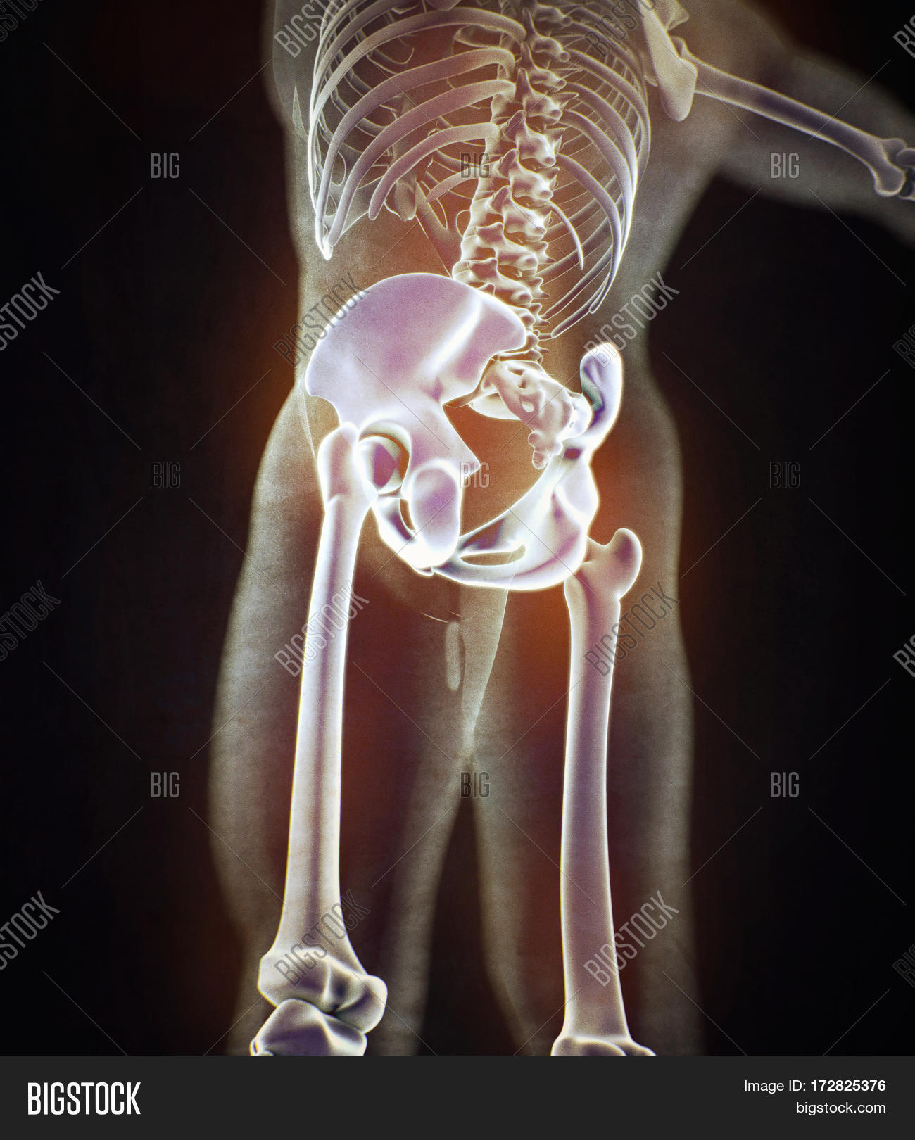 Ilium Bone, Hip Bone Image & Photo (Free Trial) | Bigstock