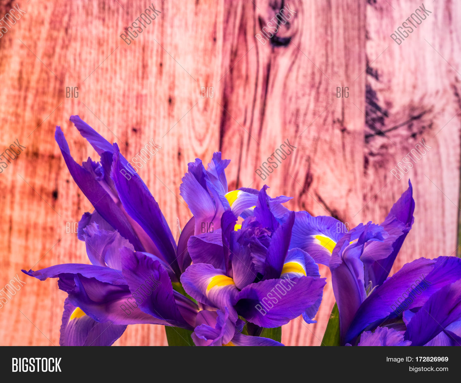 Bunch Iris On Wood Image & Photo (Free Trial) | Bigstock