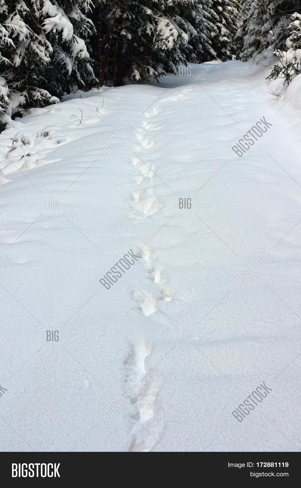 Wild Wolf Tracks Big Image & Photo (Free Trial) | Bigstock