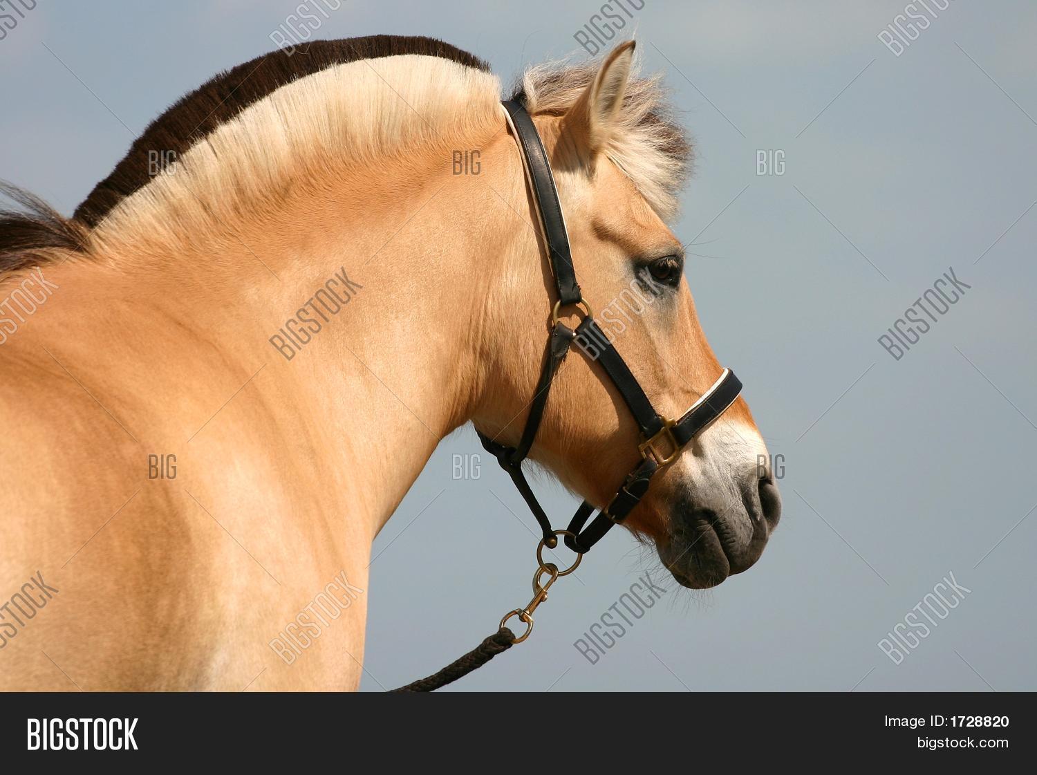 Fjord Pony Image & Photo (Free Trial) | Bigstock