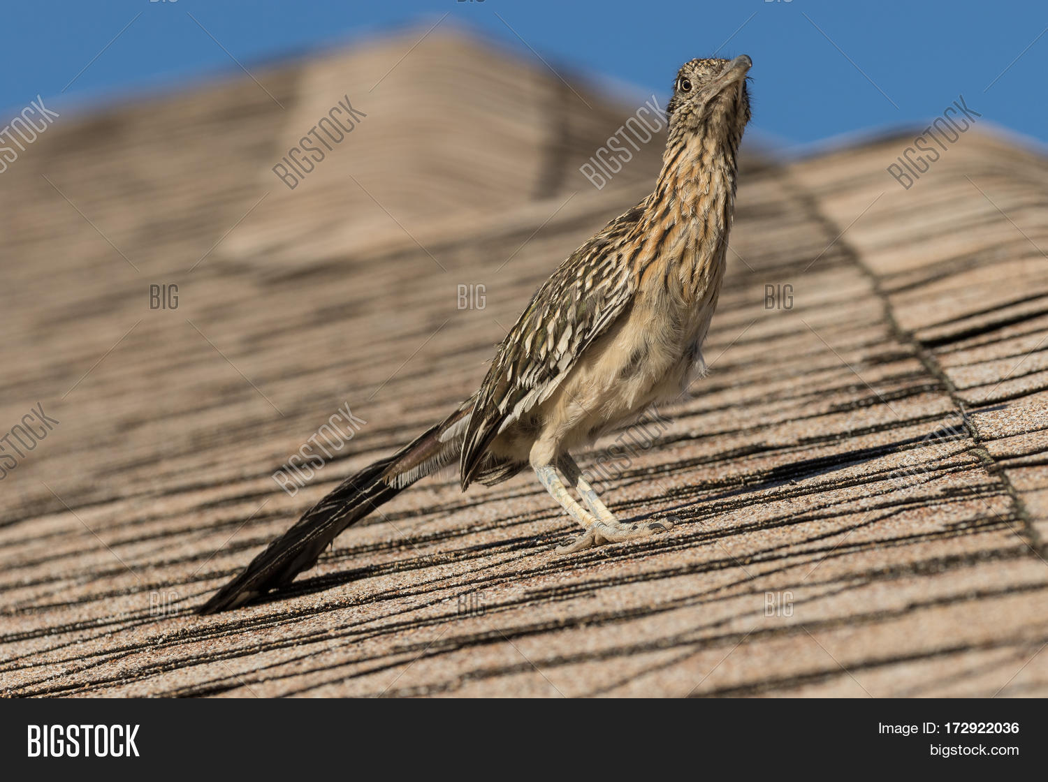 Roadrunner On Roof Image & Photo (Free Trial) | Bigstock