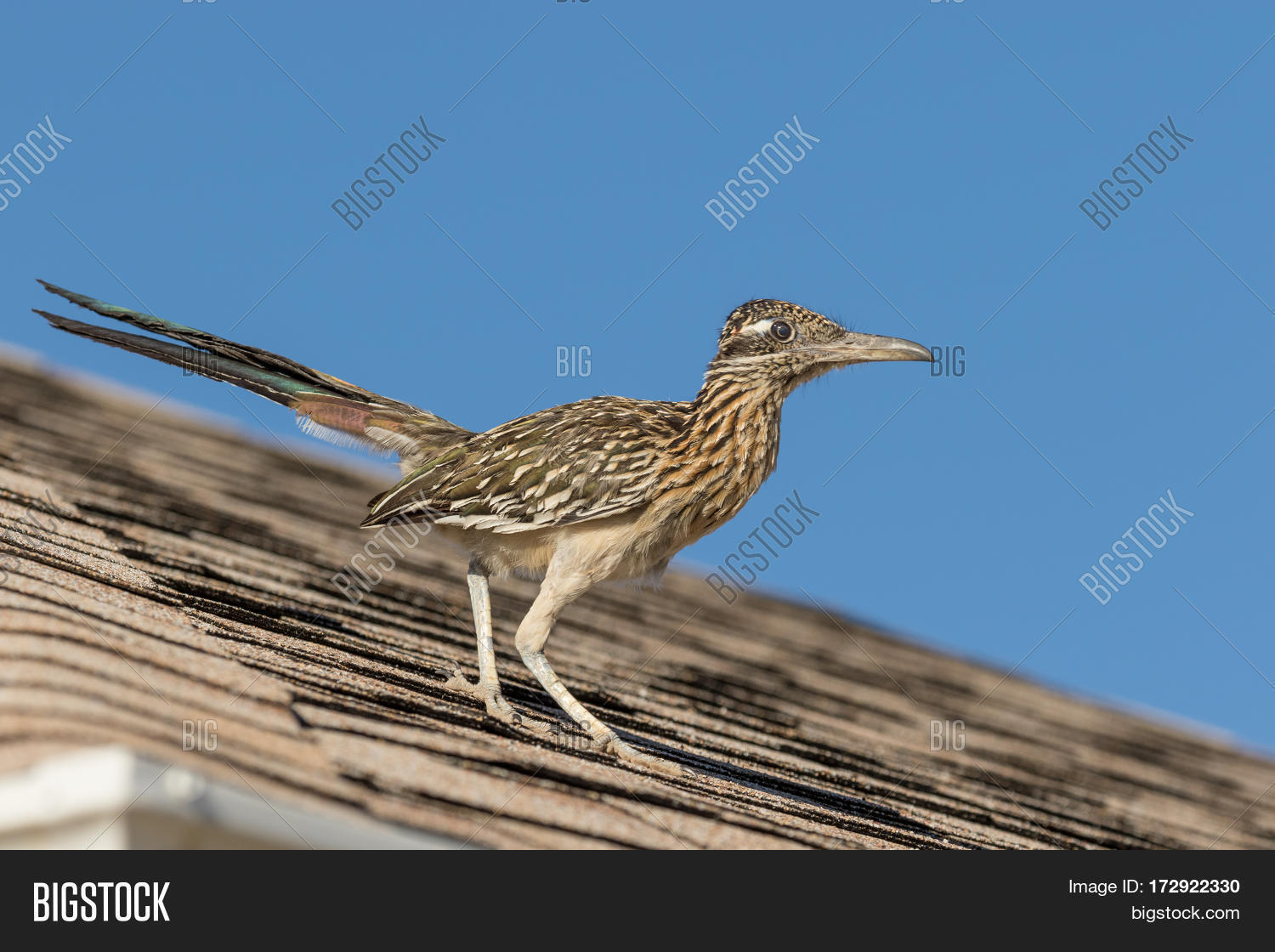 Roadrunner On Roof Image & Photo (Free Trial) | Bigstock