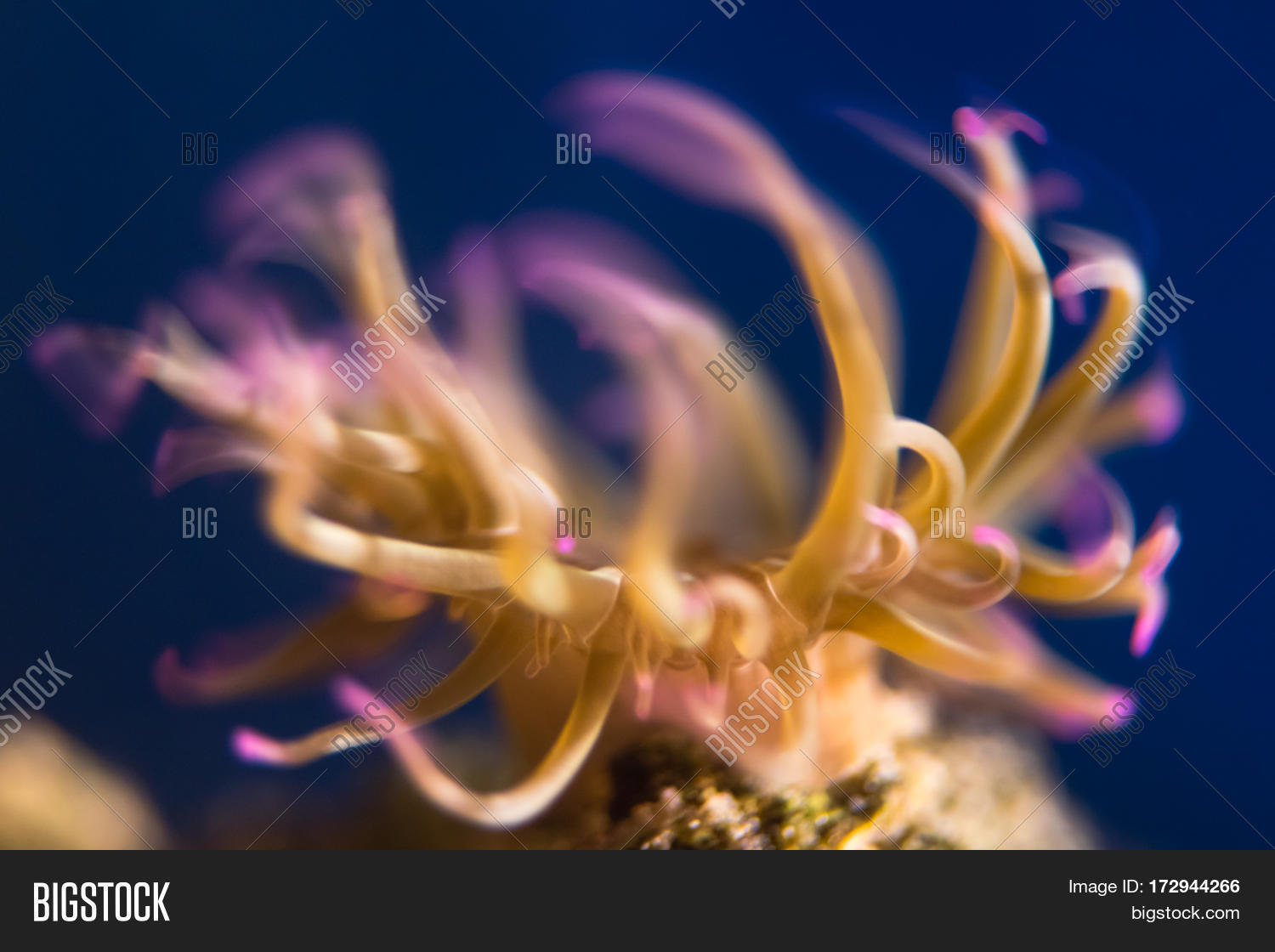Snakelocks Anemone ( Image & Photo (Free Trial) | Bigstock