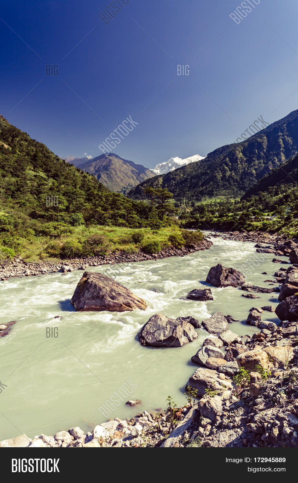 Beautiful Himalayan Image & Photo (Free Trial) | Bigstock