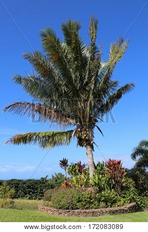 Coconuts. Coconut Palm Image & Photo (Free Trial) | Bigstock