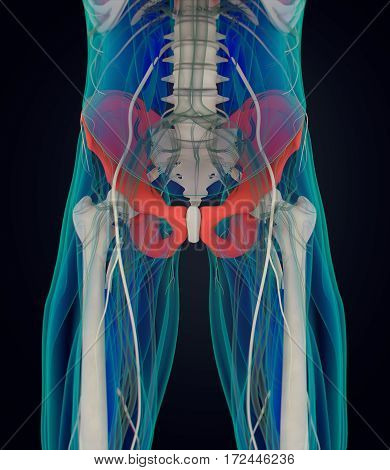 Ilium Bone, Human Image & Photo (Free Trial) | Bigstock