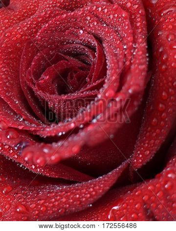 Vertical View Red Rose Image & Photo (Free Trial) | Bigstock