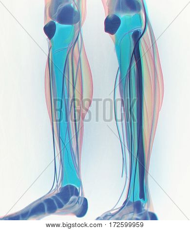 Human Anatomy, Xray Image & Photo (Free Trial) | Bigstock