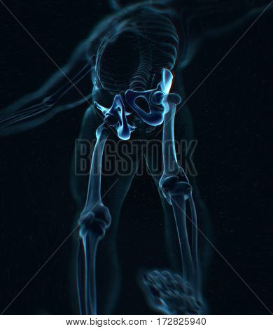 Ilium Bone, Hip Bone Image & Photo (Free Trial) | Bigstock