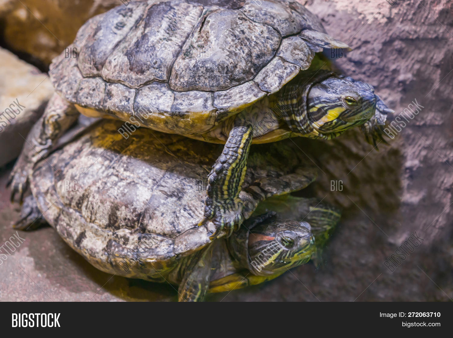 Two Turtles Closeup Image & Photo (Free Trial) | Bigstock
