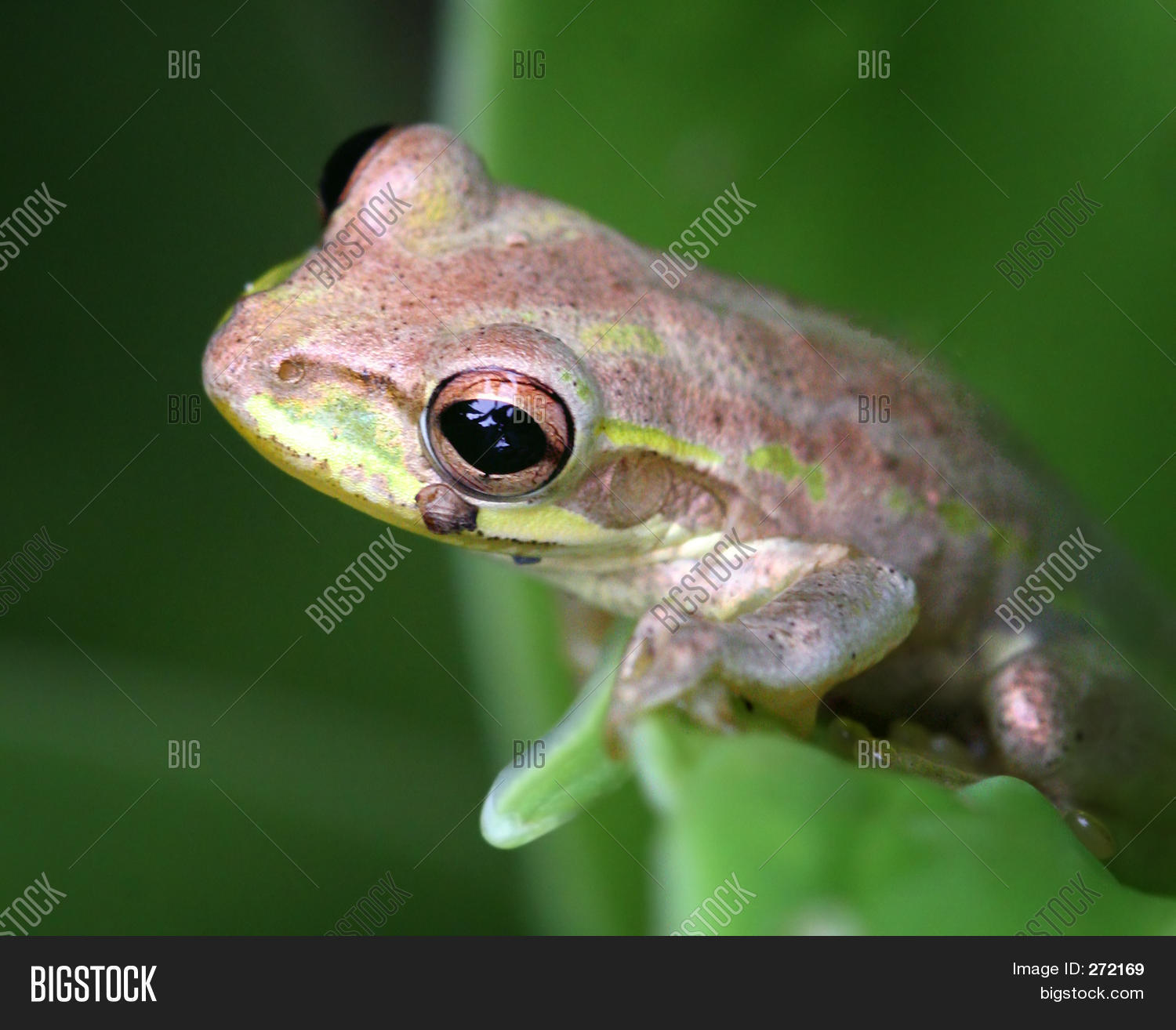 Tree Frog Portrait Image & Photo (Free Trial) | Bigstock
