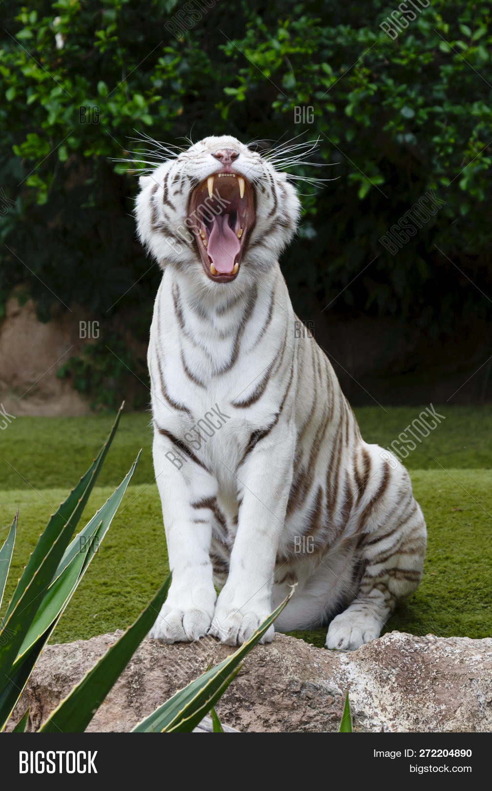 White Tiger Yawns Image & Photo (Free Trial) | Bigstock