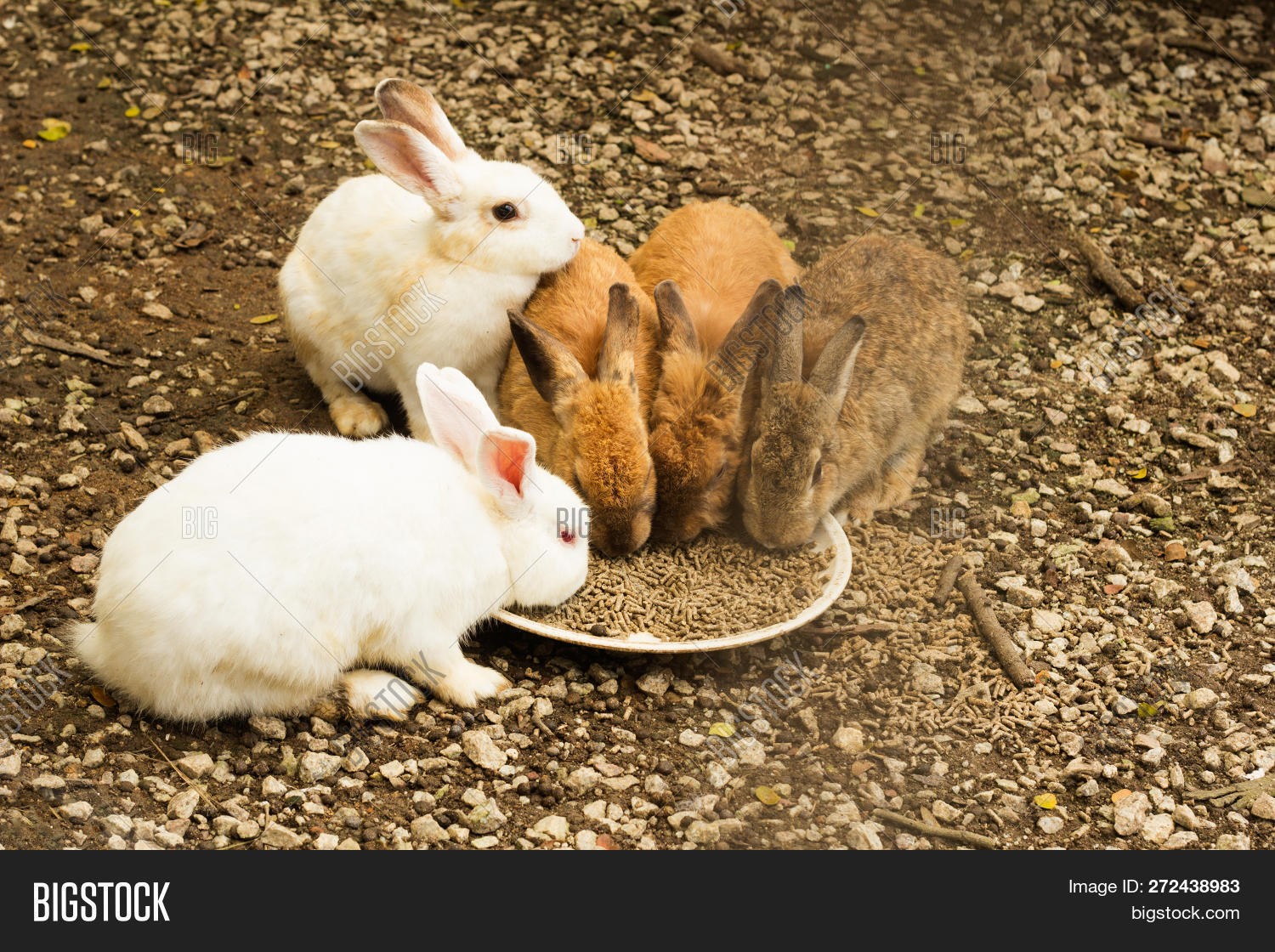 Group Rabbit Eating Image & Photo (Free Trial) | Bigstock