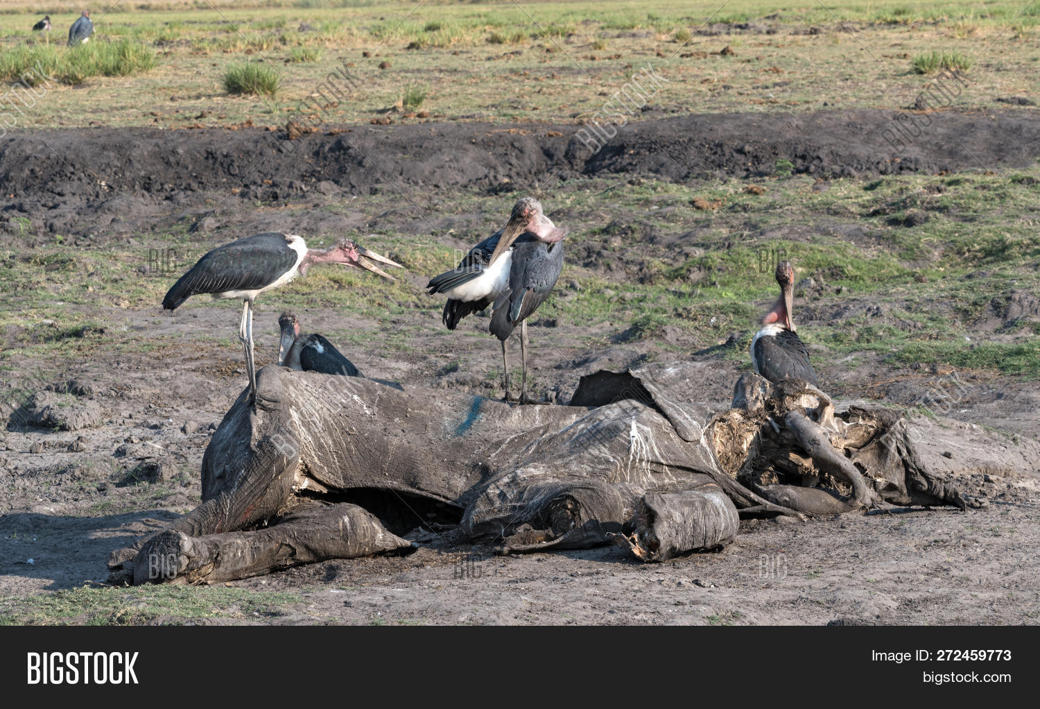 Marabou Storks Eat Image & Photo (Free Trial) | Bigstock