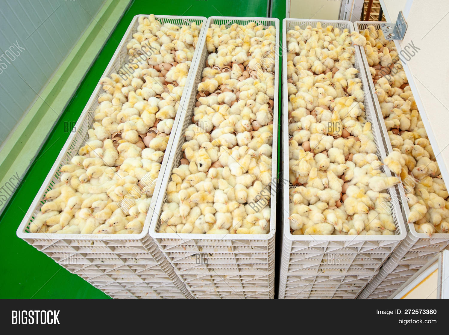 Baby Chicks Just Image & Photo (Free Trial) | Bigstock