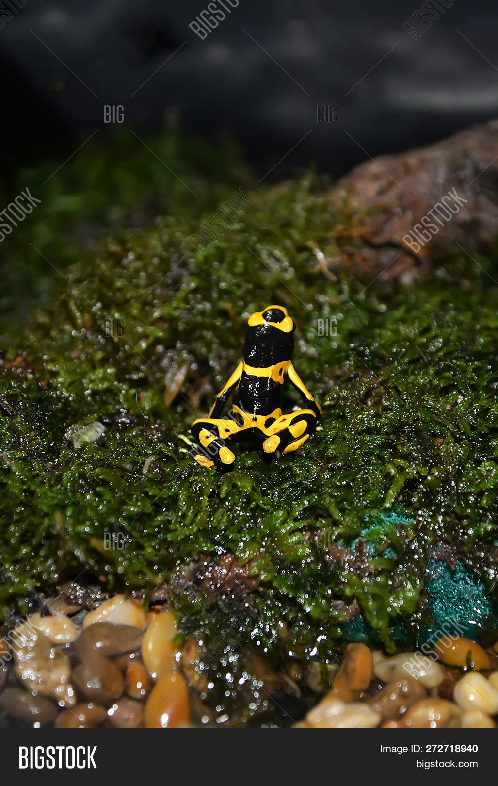 Poison Frog Venom / Image & Photo (Free Trial) | Bigstock