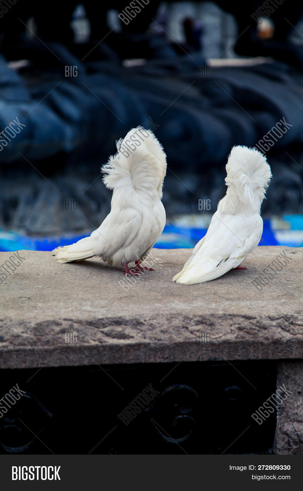 Fancy Pigeons Jacobin
