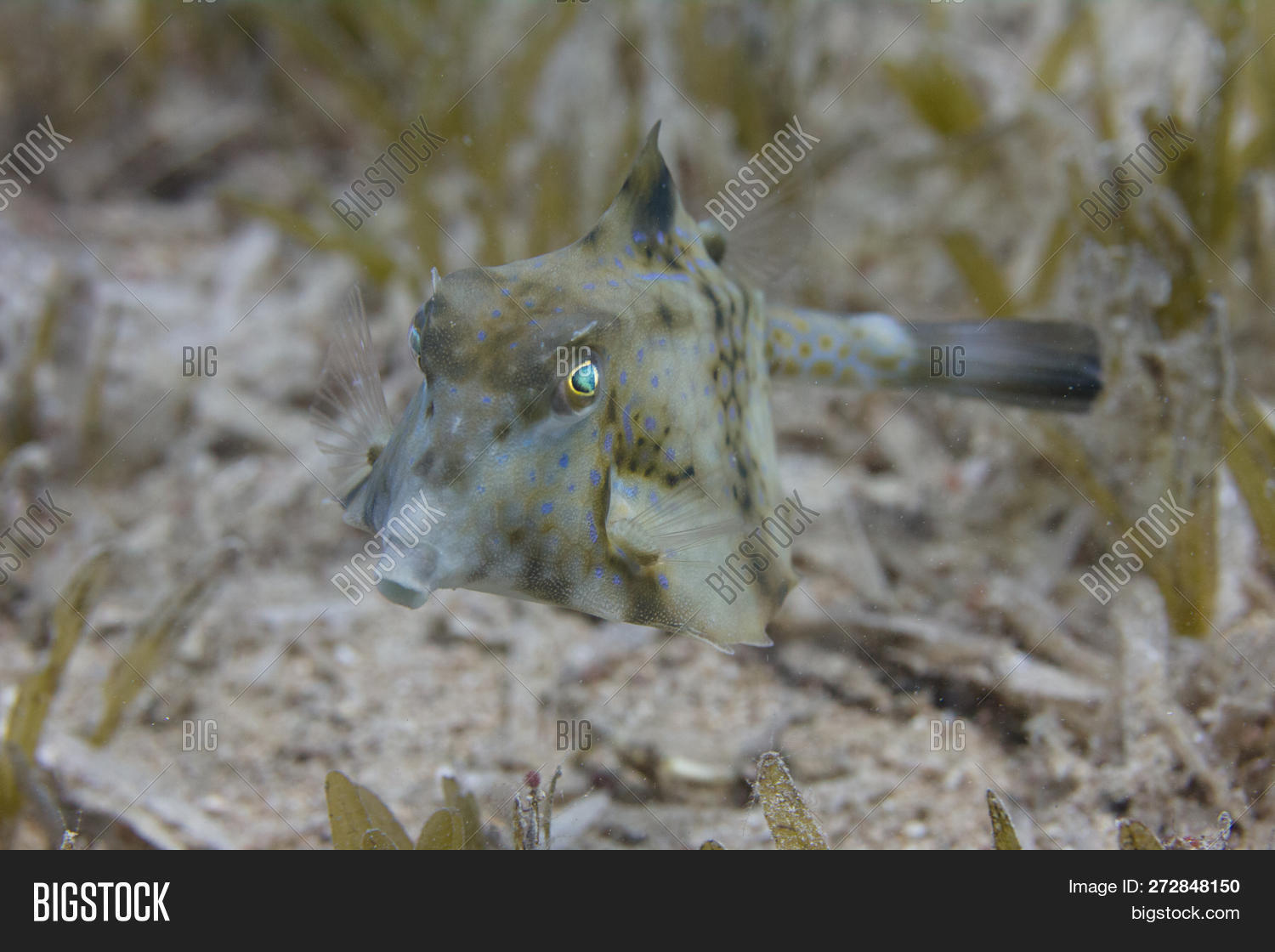 Camel Cowfish Red Sea Image & Photo (Free Trial) | Bigstock