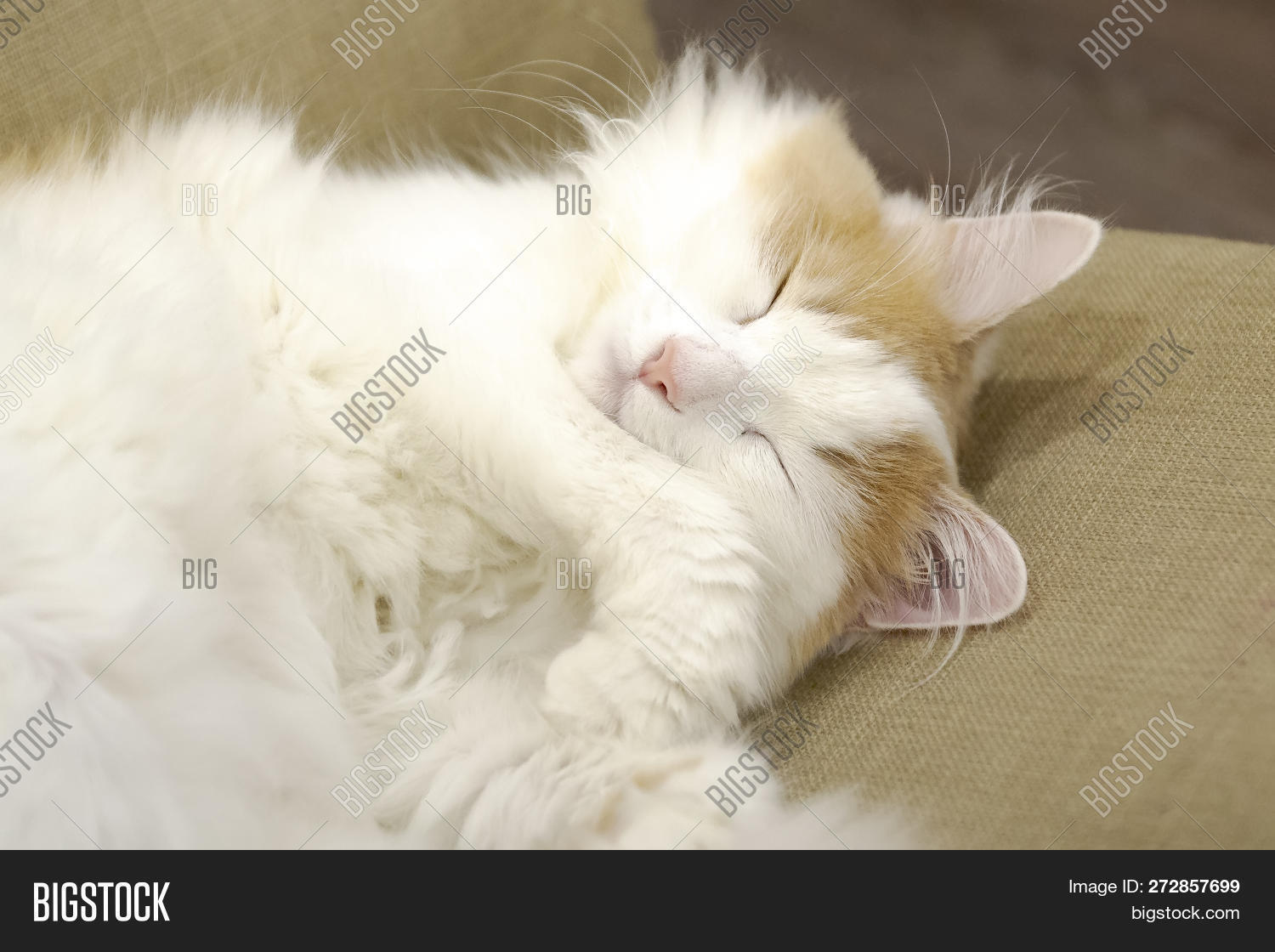 Domestic White Beige Image & Photo (Free Trial) | Bigstock