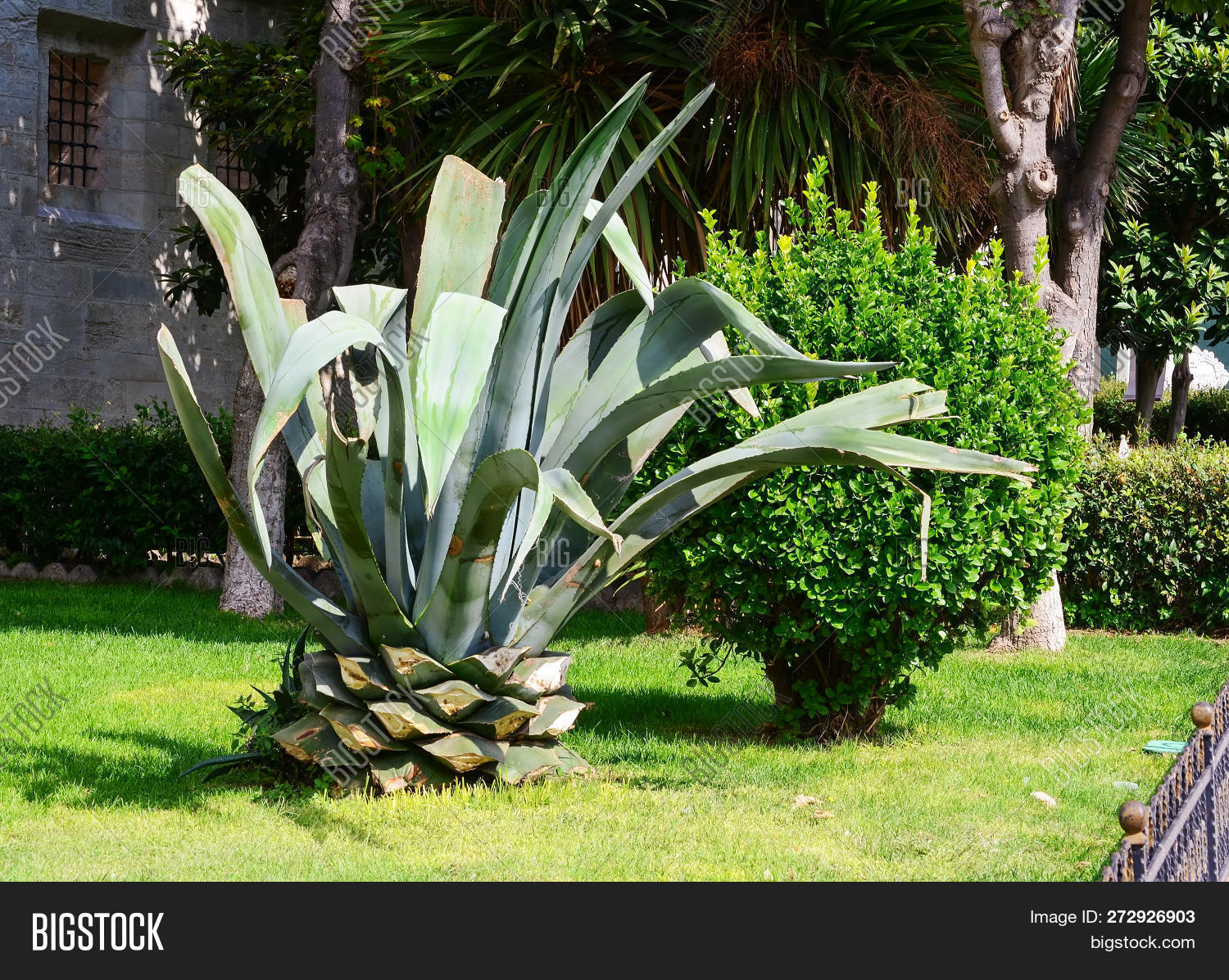 Blue Agave Cut Off Image & Photo (Free Trial) | Bigstock