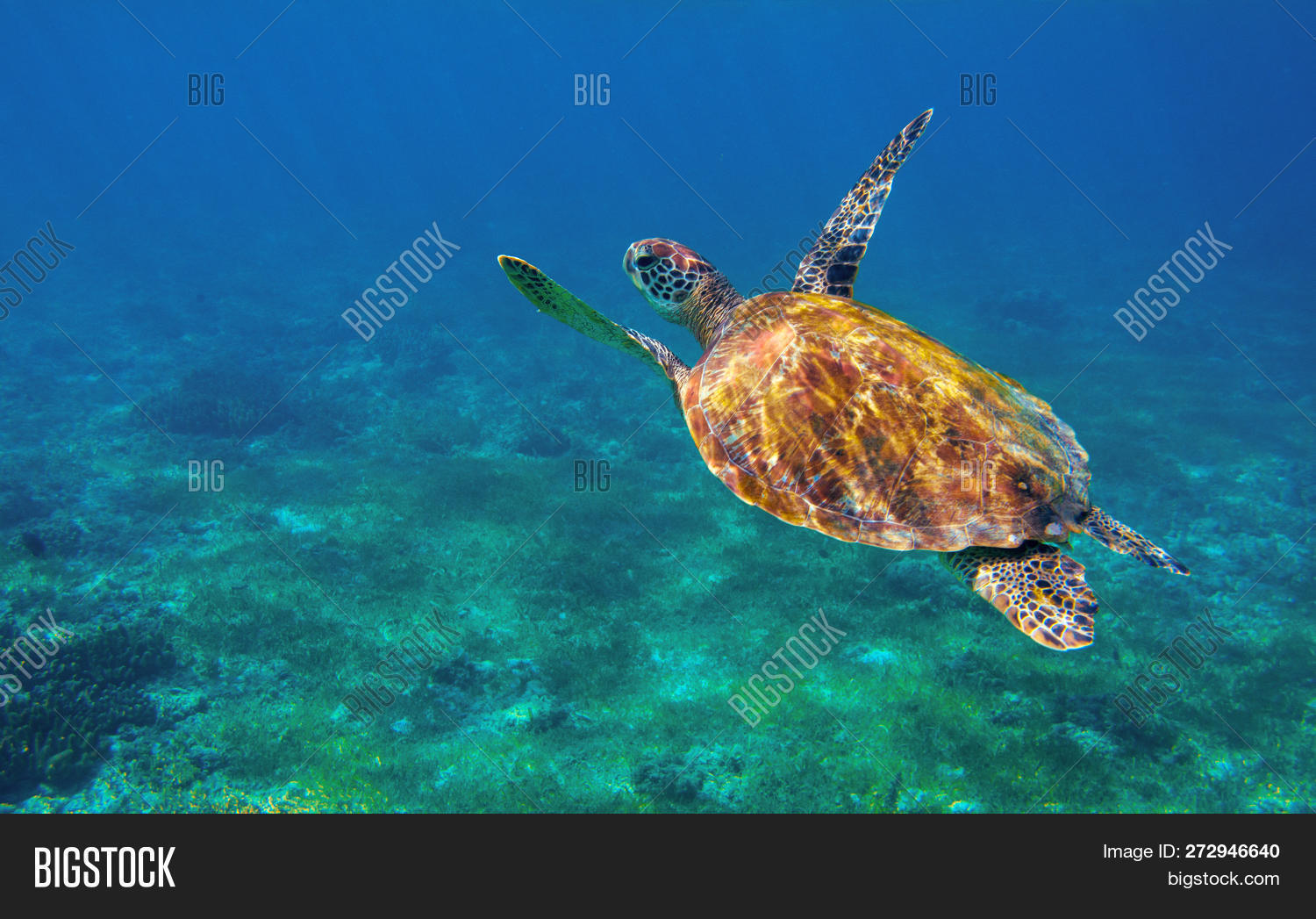 Sea Turtle Ocean Image & Photo (Free Trial) | Bigstock