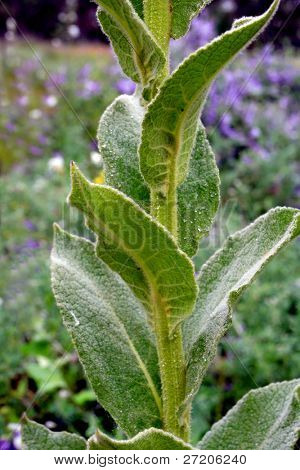 Stalk Leaf Image & Photo (Free Trial) | Bigstock