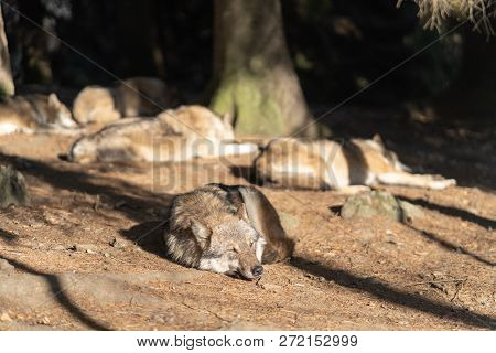 Pack Wild Wolves Image & Photo (Free Trial) | Bigstock