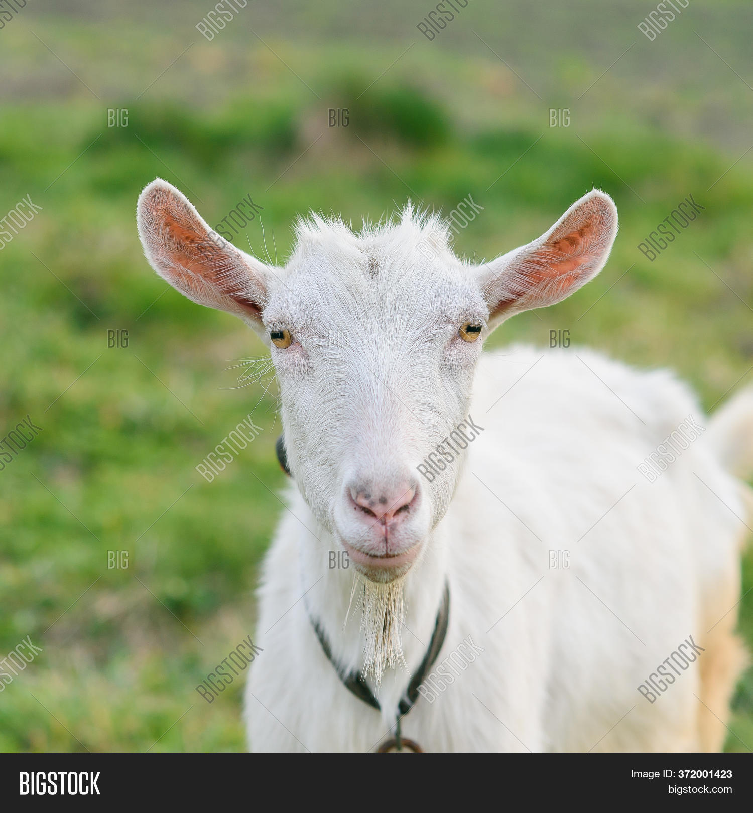Funny Joyful Goat Image & Photo (Free Trial) | Bigstock