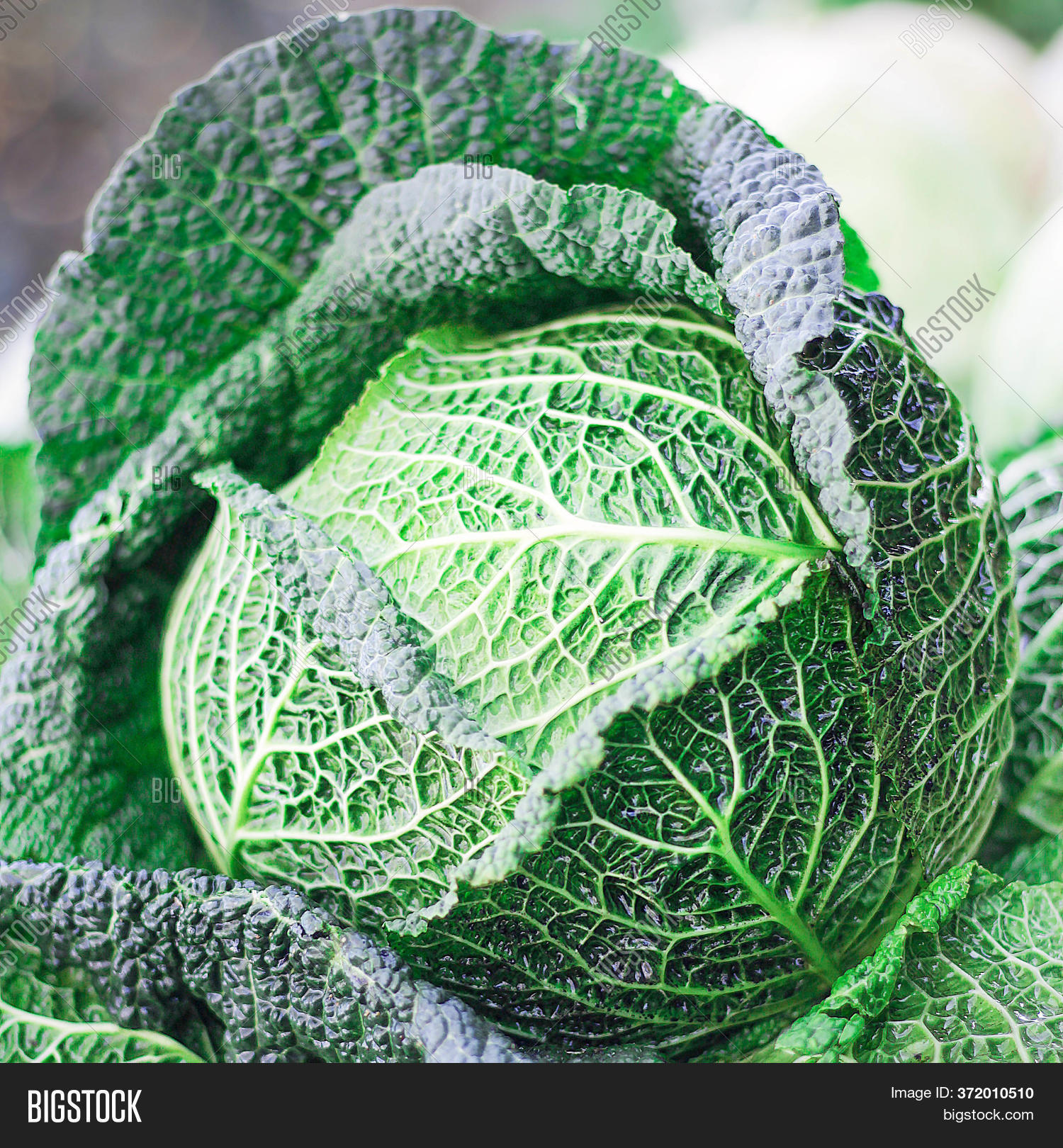 Cabbage Grows Garden. Image & Photo (Free Trial) | Bigstock