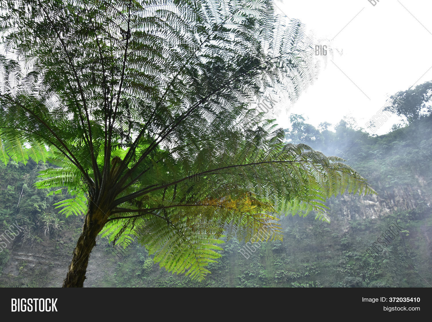 Many Giant Fern Trees Image & Photo (Free Trial) | Bigstock