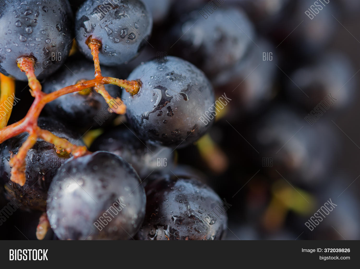 Purple Grapes Close- Image & Photo (Free Trial) | Bigstock