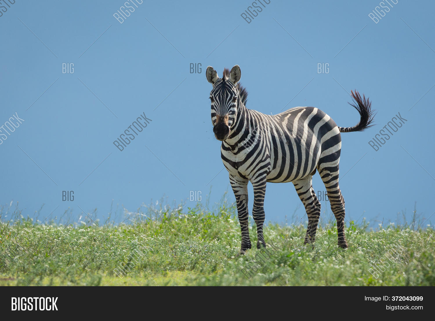 One Male Zebra Flies Image & Photo (Free Trial) | Bigstock