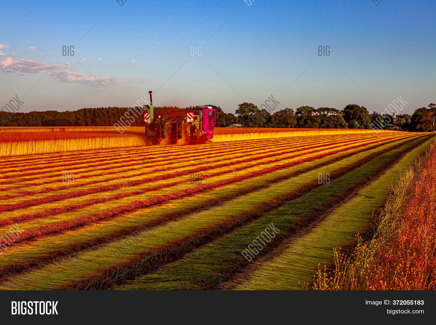 Flax Fields Normandy, Image & Photo (Free Trial) | Bigstock