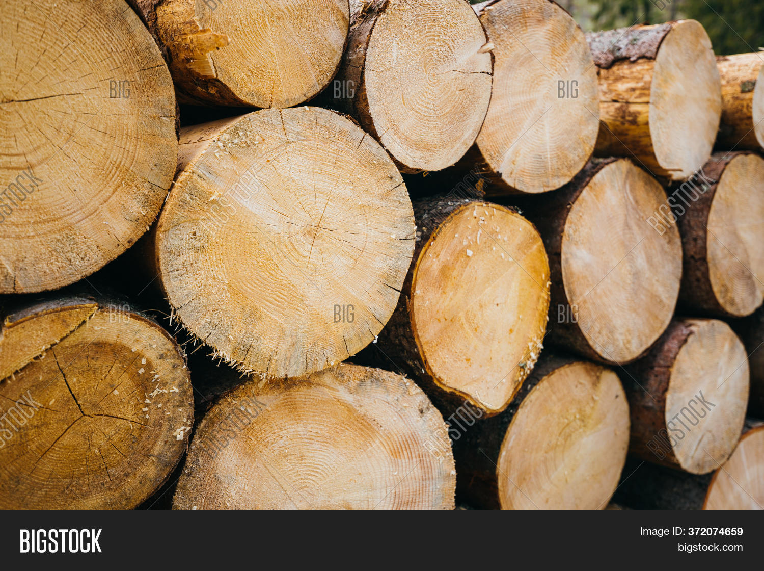 Cutted Logs. Wide Image & Photo (Free Trial) | Bigstock
