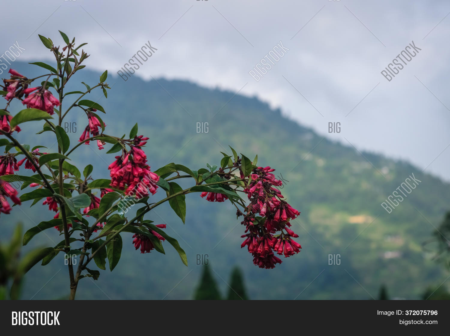 Red Hilly Flowers Image & Photo (Free Trial) | Bigstock