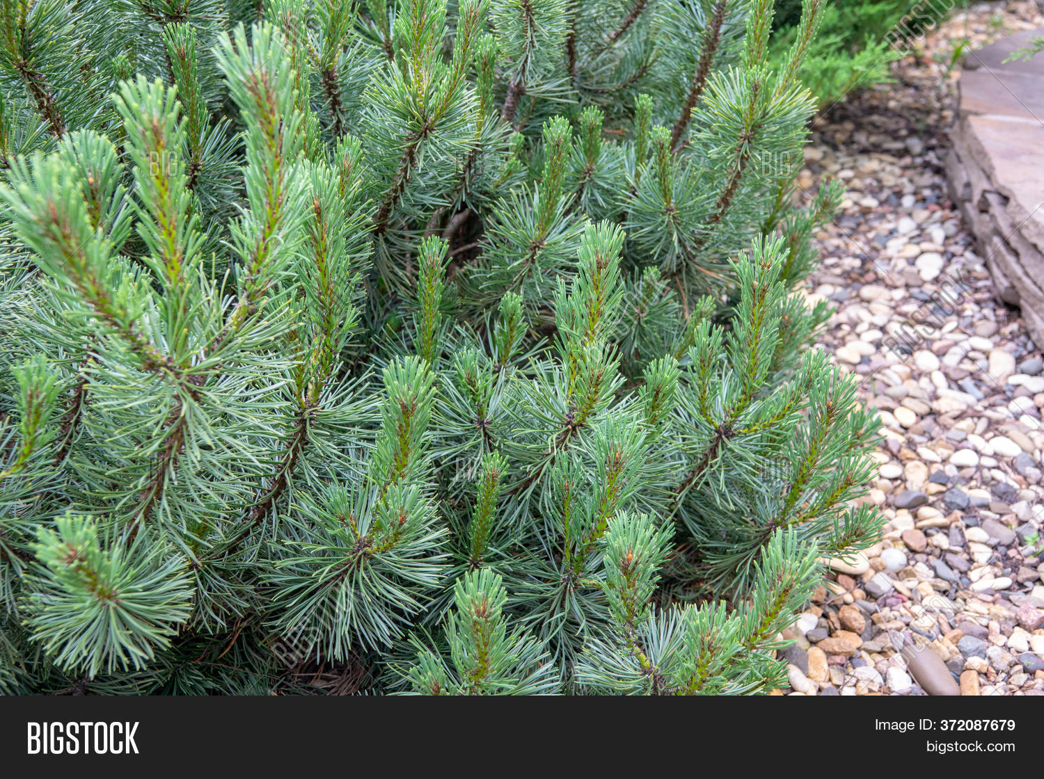 Picea Abies Little Gem Image & Photo (Free Trial) | Bigstock