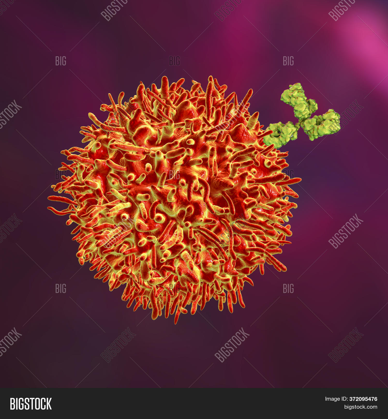 B-cell Antibodies, 3d Image & Photo (Free Trial) | Bigstock