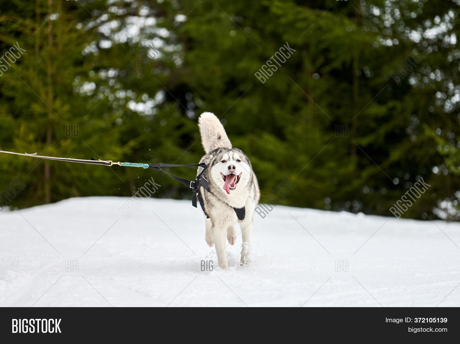Running Husky Dog On Image & Photo (Free Trial) | Bigstock