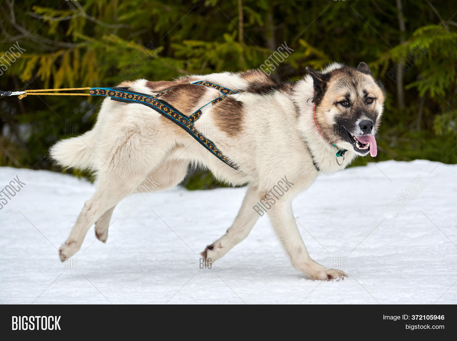 Running Husky Dog On Image & Photo (Free Trial) | Bigstock