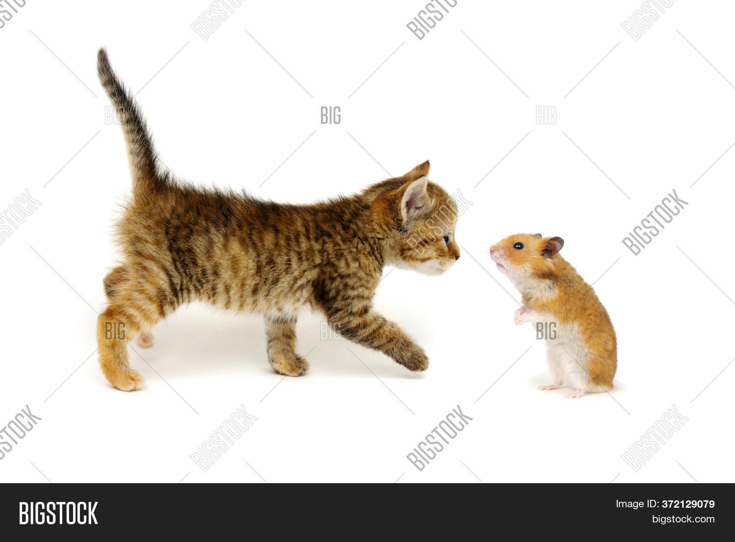 Hamster Cat Isolated Image & Photo (Free Trial) | Bigstock