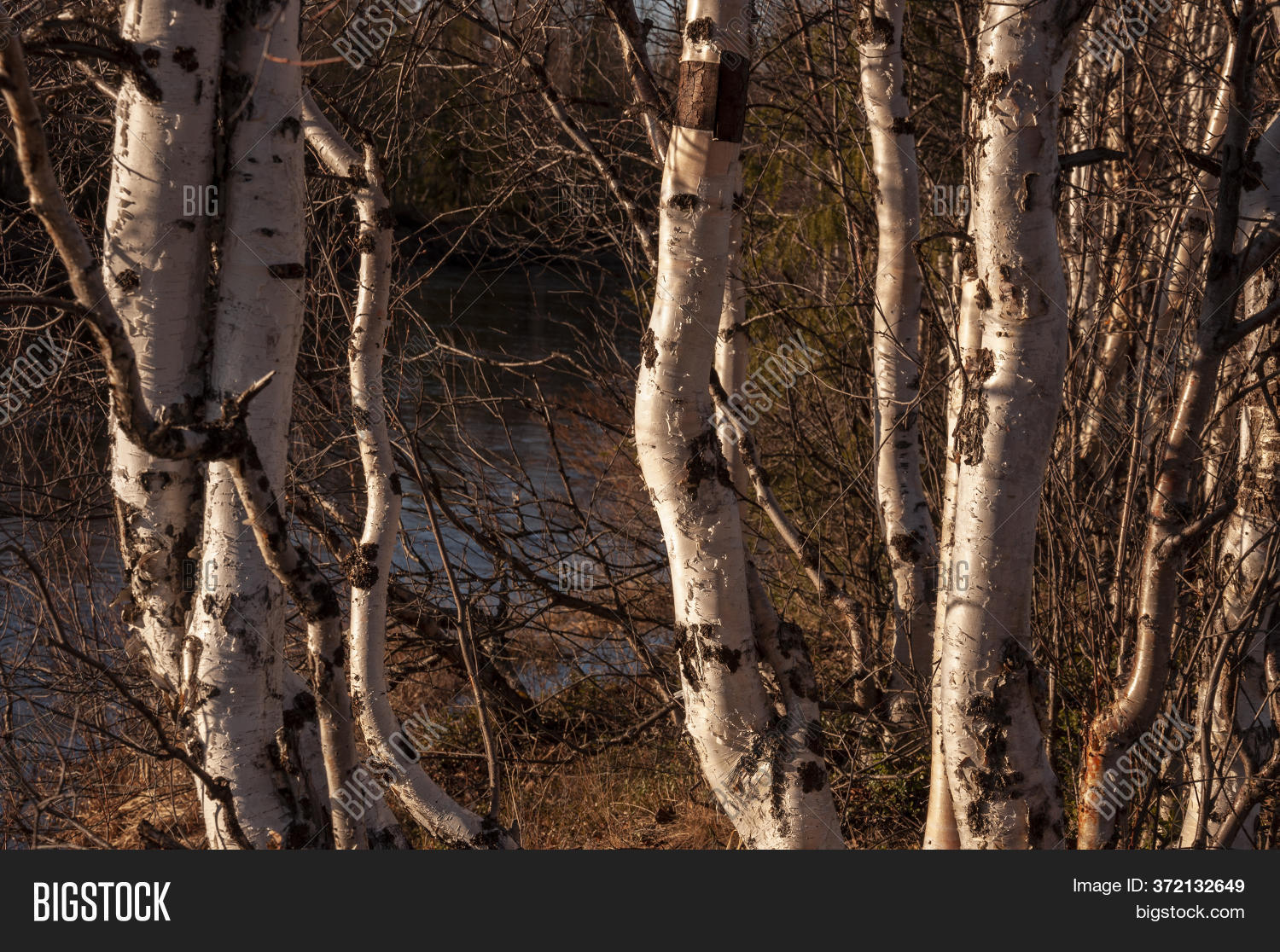 Birch Trees Without Image & Photo (Free Trial) | Bigstock