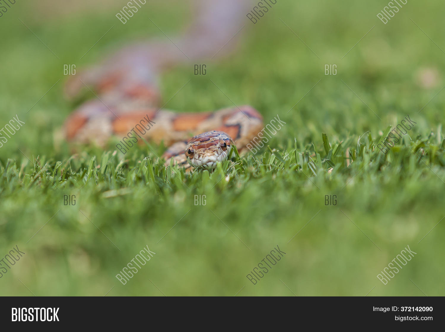 Red Snake - Image & Photo (Free Trial) | Bigstock