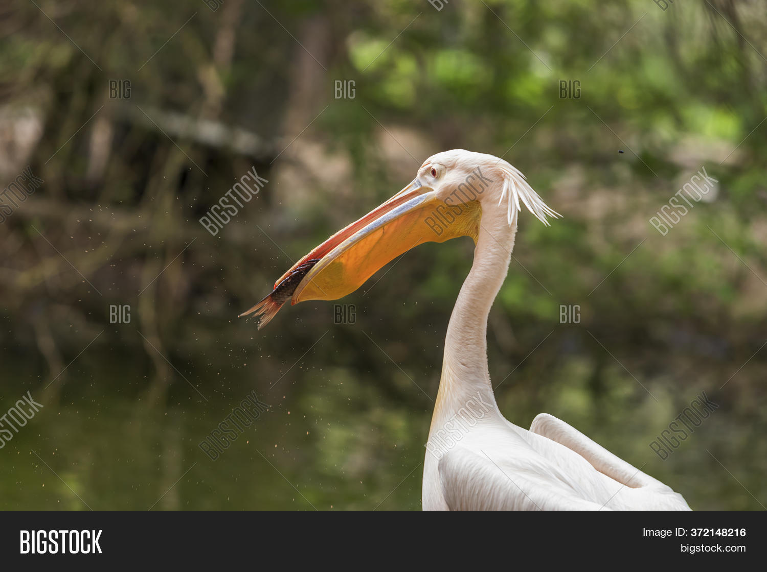 Pelecanus Onocrotalus Image & Photo (Free Trial) | Bigstock
