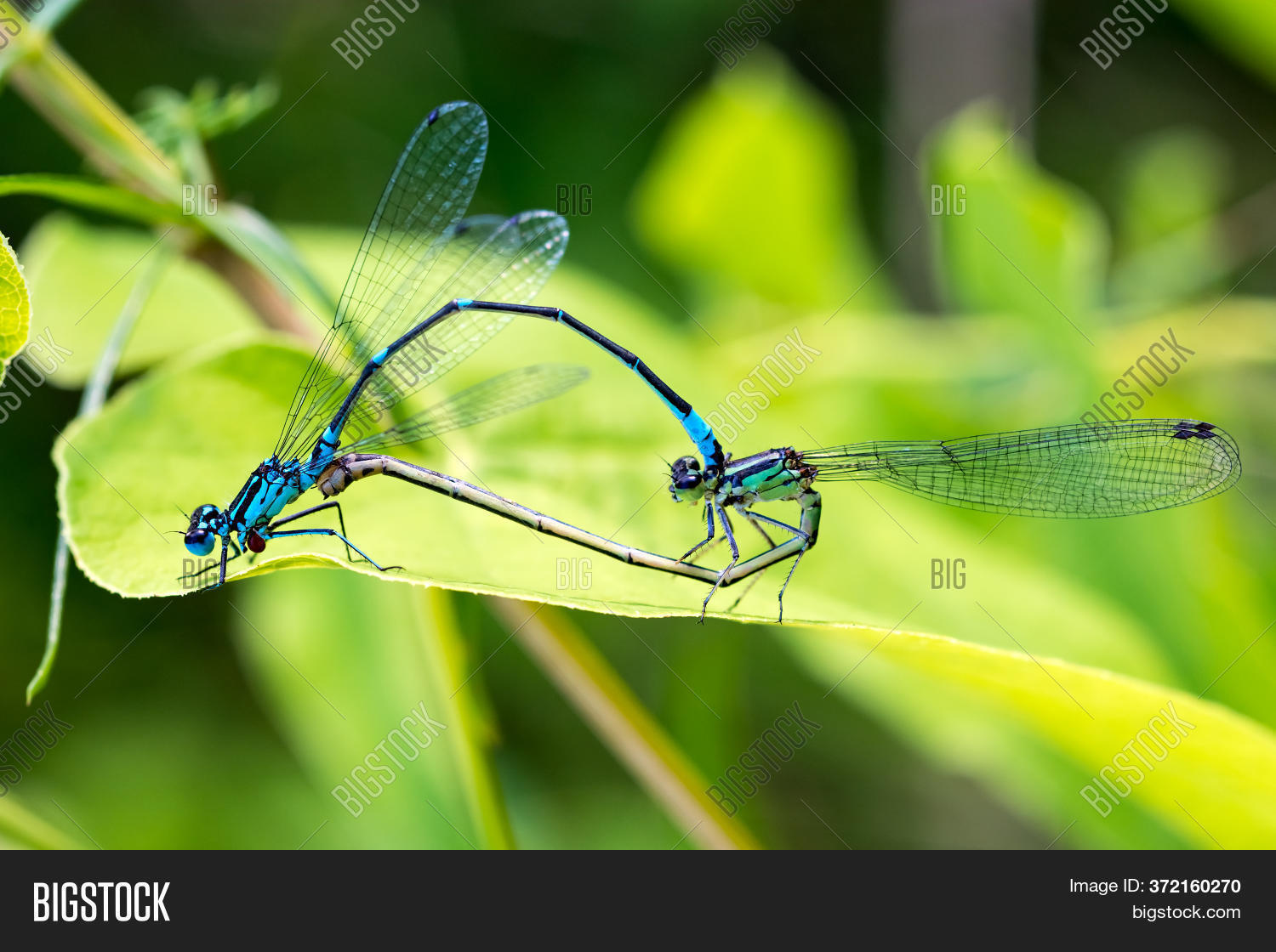 Two Dragonflies Mate Image & Photo (Free Trial) | Bigstock