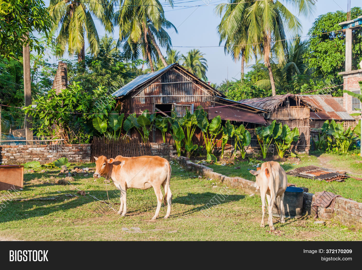 Rural Scene Cows Image & Photo (Free Trial) | Bigstock