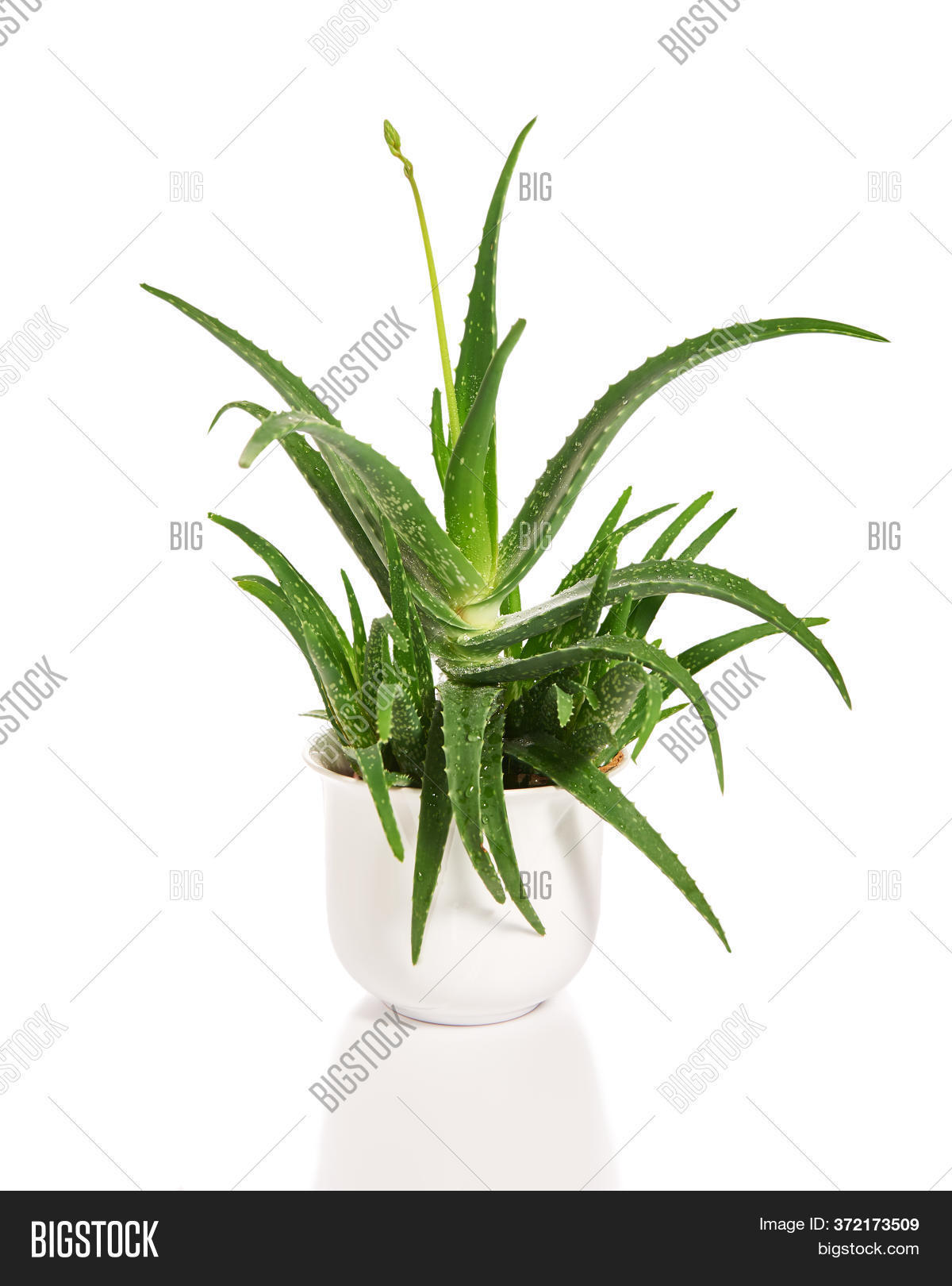Aloe Vera White Pot, Image & Photo (Free Trial) | Bigstock