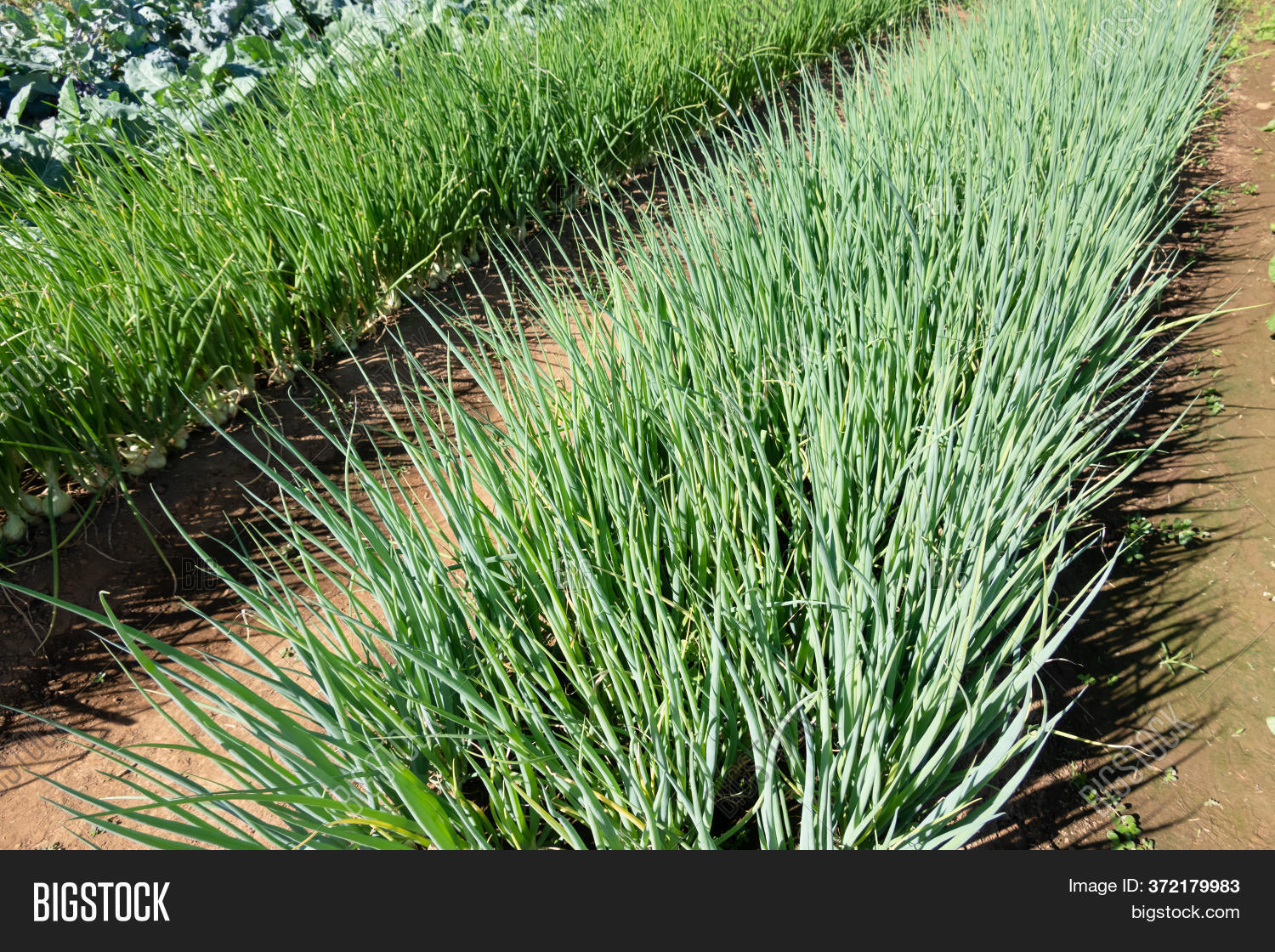 Green Scallion Farm Image & Photo (Free Trial) | Bigstock