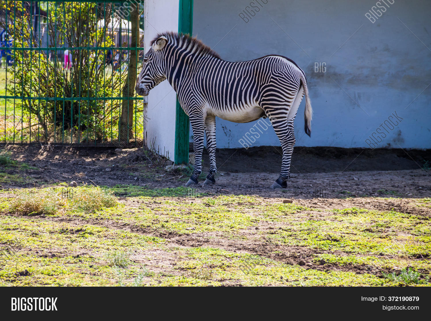 Grevy's Zebra (equus Image & Photo (Free Trial) | Bigstock